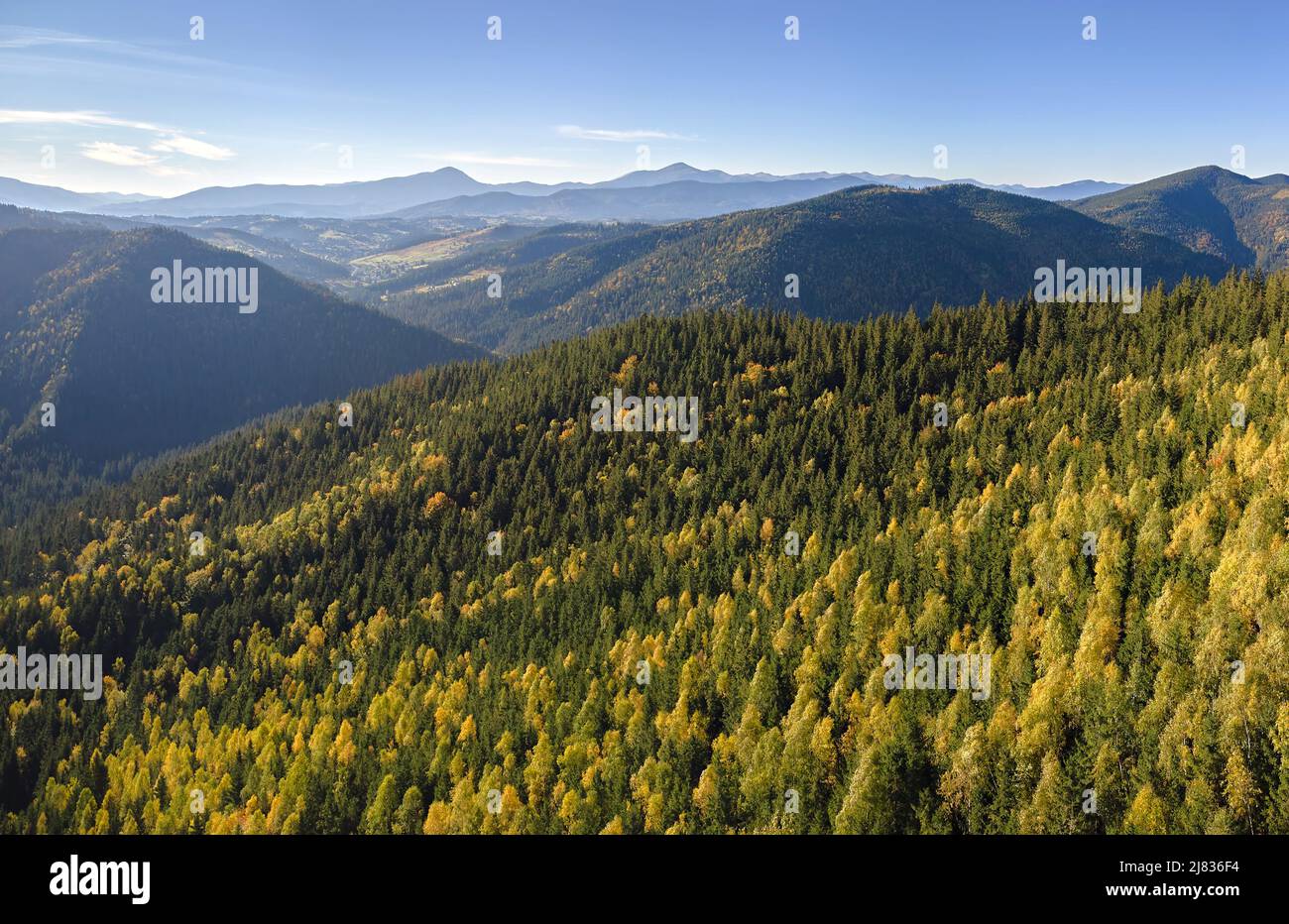 Aerial view of hillside with dark spruce forest trees at fall bright ...