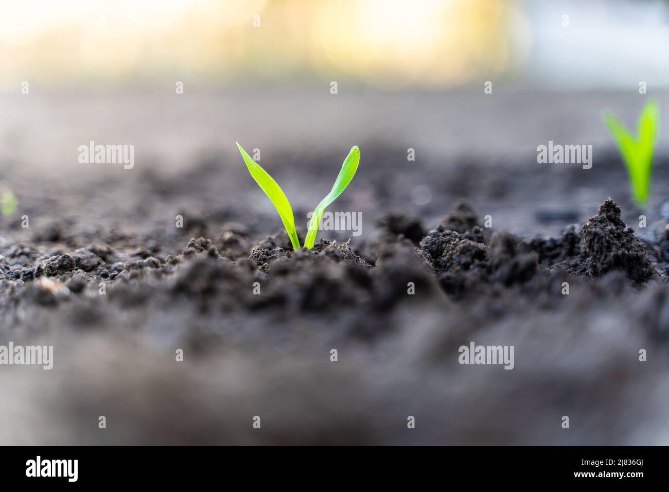 Corn germ hi-res stock photography and images - Alamy