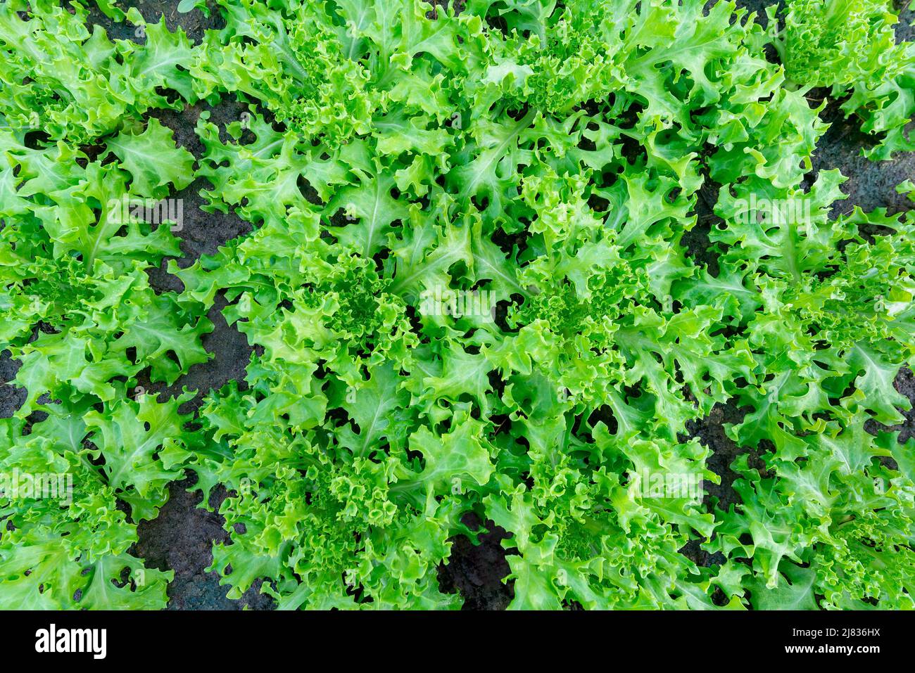 green tango vegetable fresh organic on top view background pattern ...