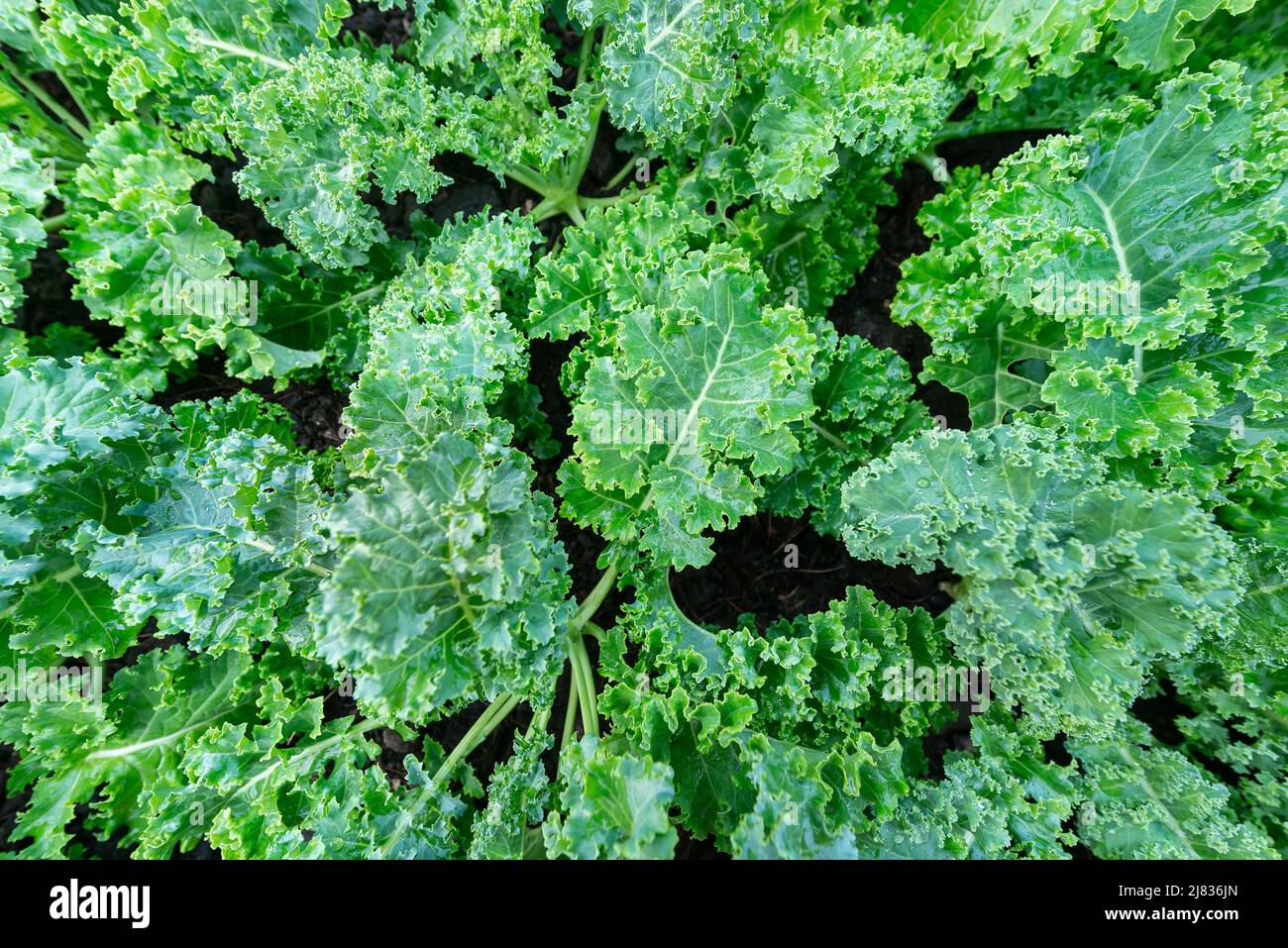 Kale vegetable fresh organic on top view background pattern Stock Photo ...