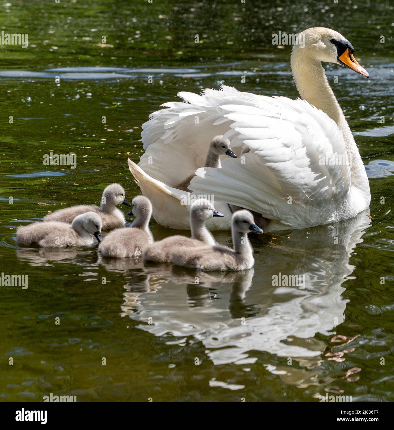 Swan signet on back hi-res stock photography and images - Alamy