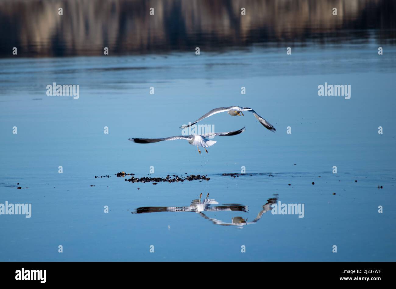 Flying wildilife hi-res stock photography and images - Alamy