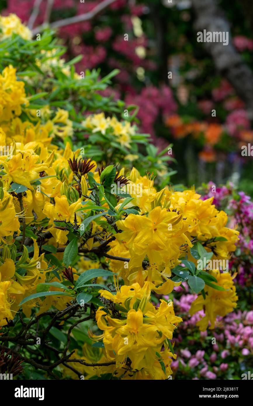Spring flowers blooming at Eastcote House Gardens, northwest London UK ...