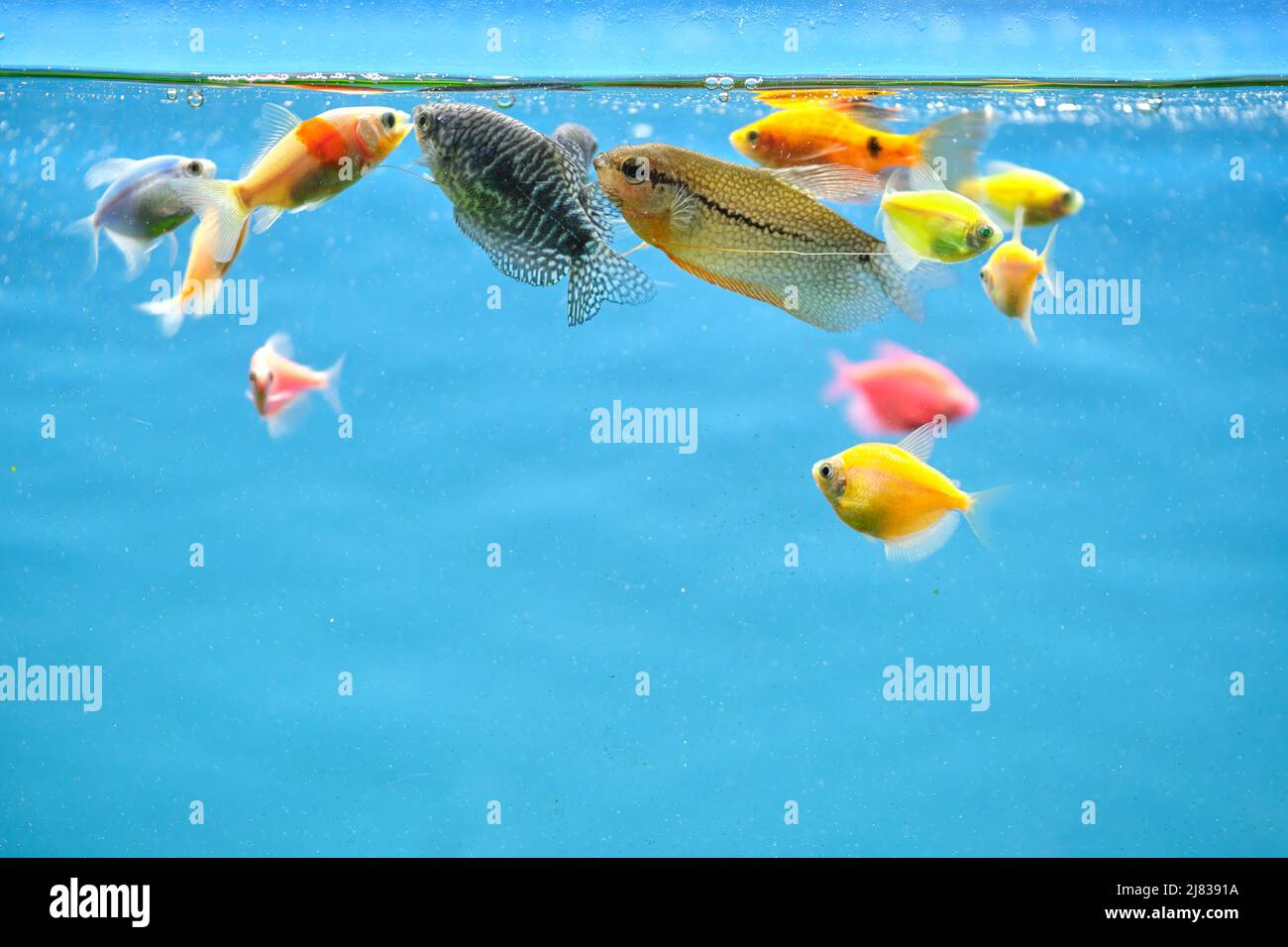 Colorful exotic fish swimming in deep blue water aquarium with green ...