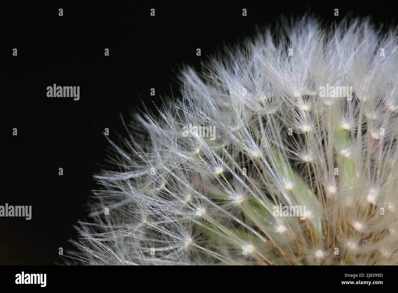 Puffball flower hi-res stock photography and images - Alamy
