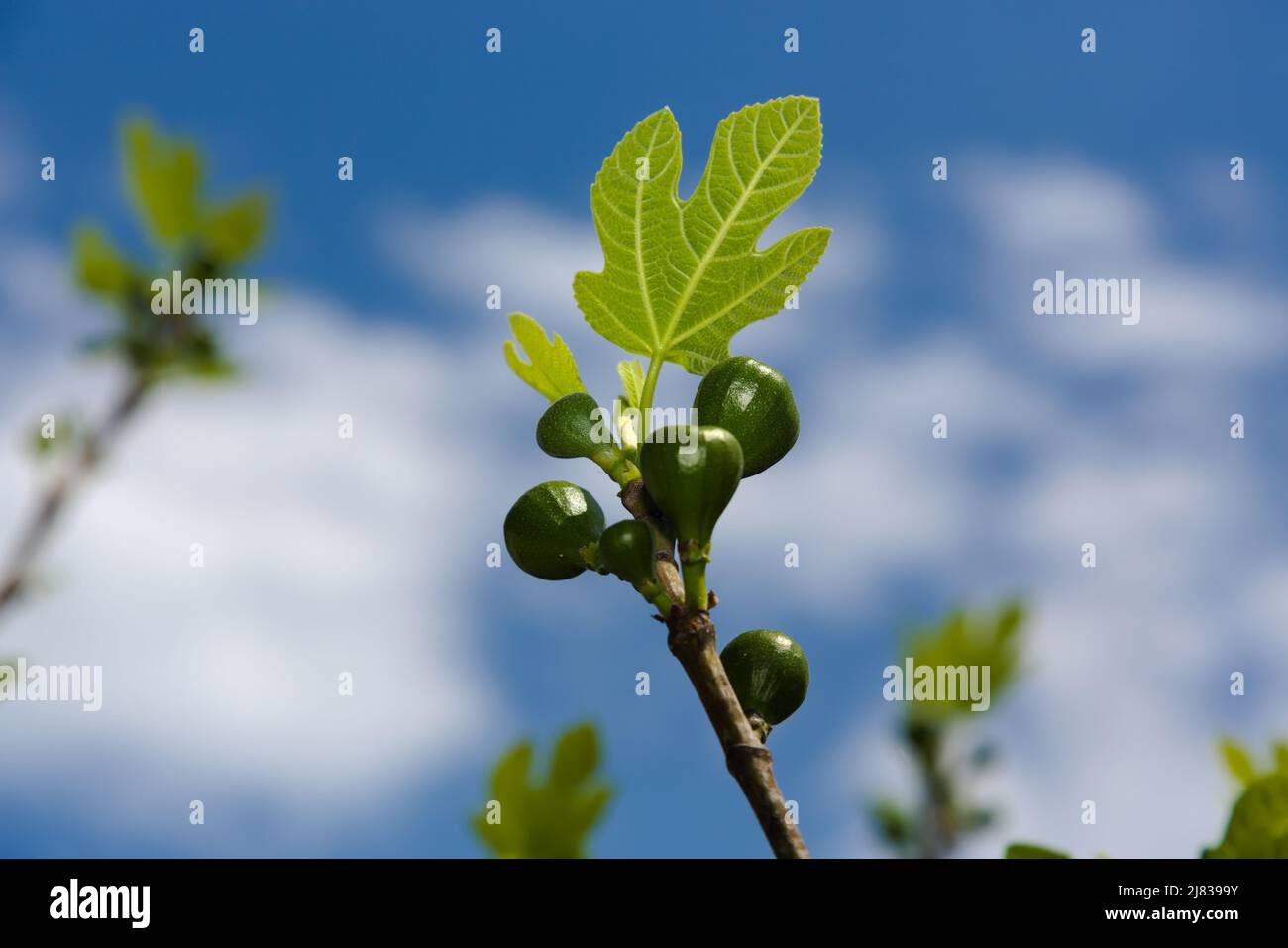 Budding fruit hi-res stock photography and images - Alamy