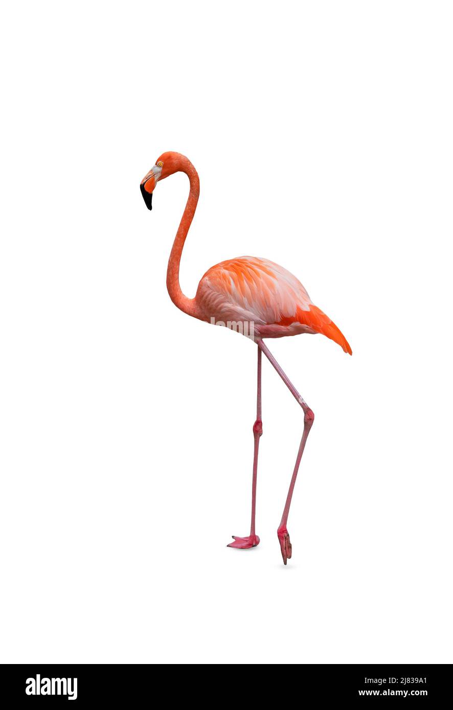 American flamingo isolated on white background Stock Photo - Alamy