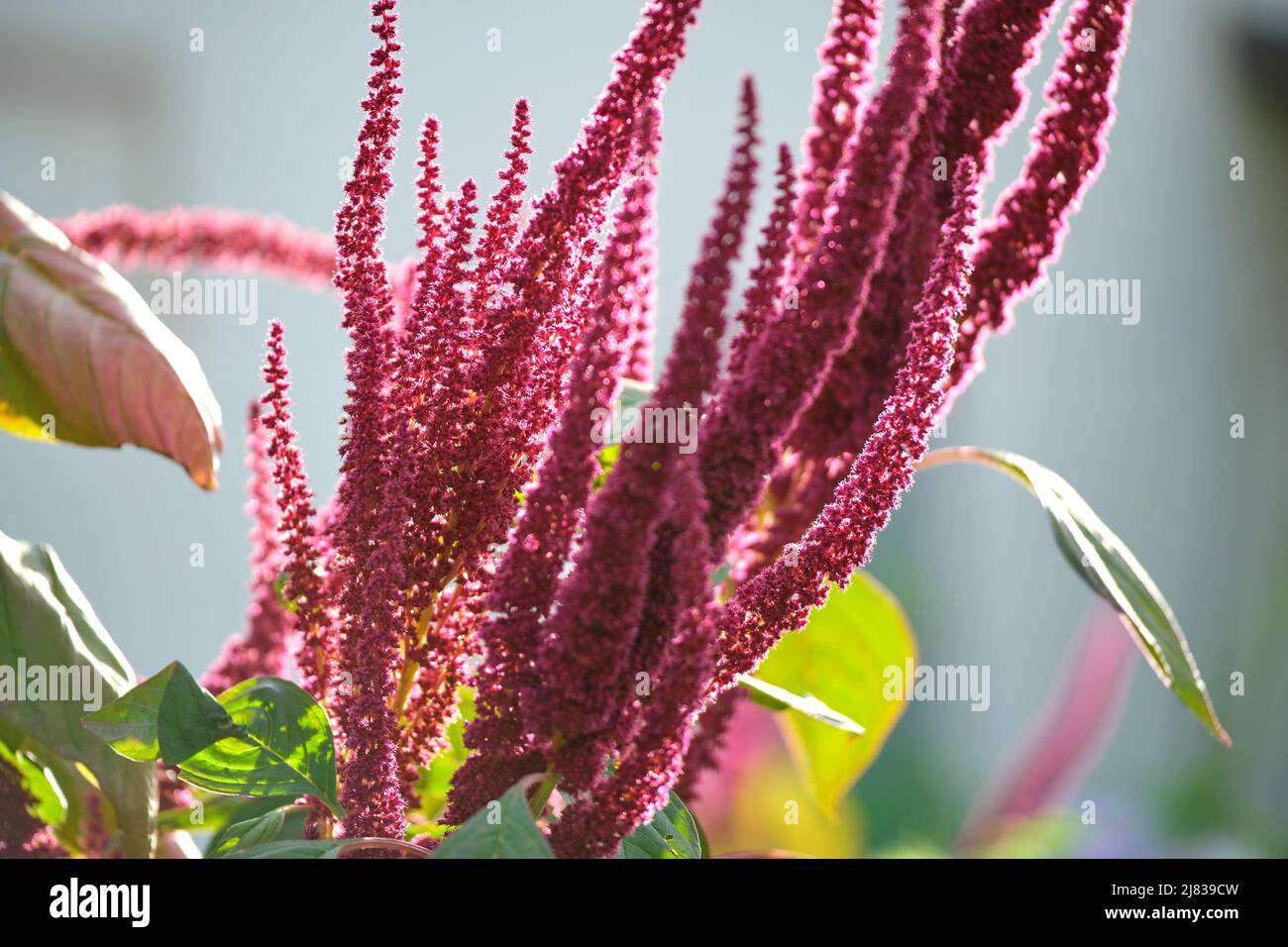 Indian red amaranth plant growing in summer garden. Leaf vegetable ...