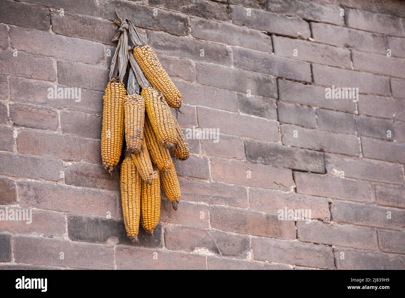 Dried corn ear hanging on the red brick wall Stock Photo - Alamy