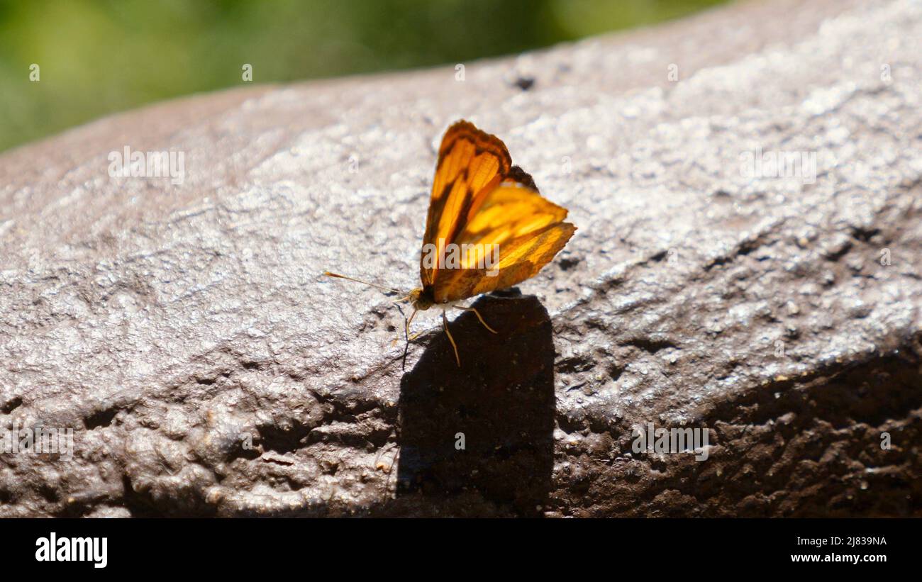 butterfly in nature forest, sitting in national park. Concept of beauty ...
