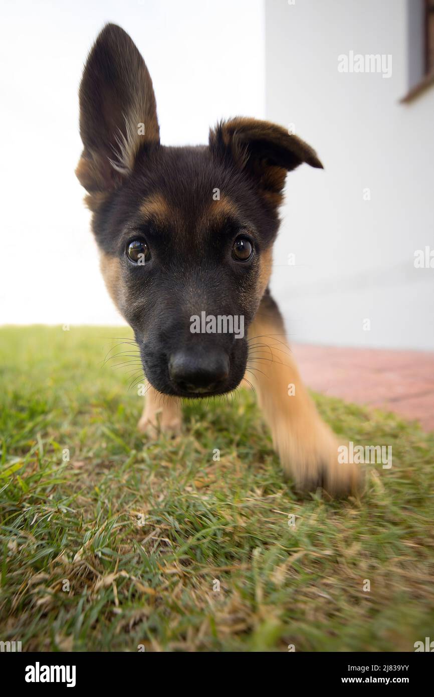 Adorable german shepherd puppy hi-res stock photography and images - Alamy
