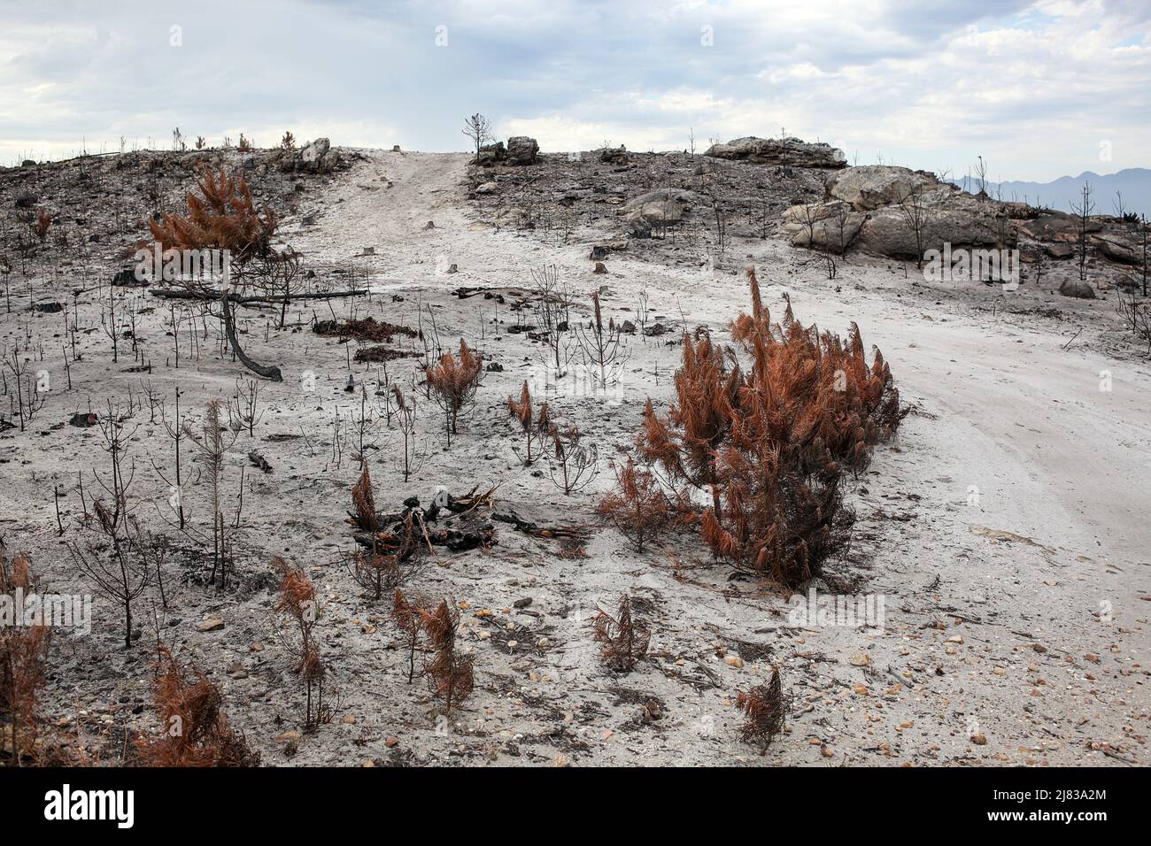 Scorched Earth: Fire Devastation in Elgin, South Africa Stock Photo - Alamy