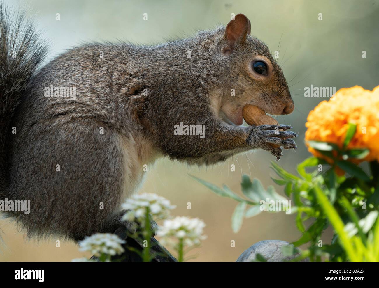 Squirrel nibbling a peanut hi-res stock photography and images - Alamy