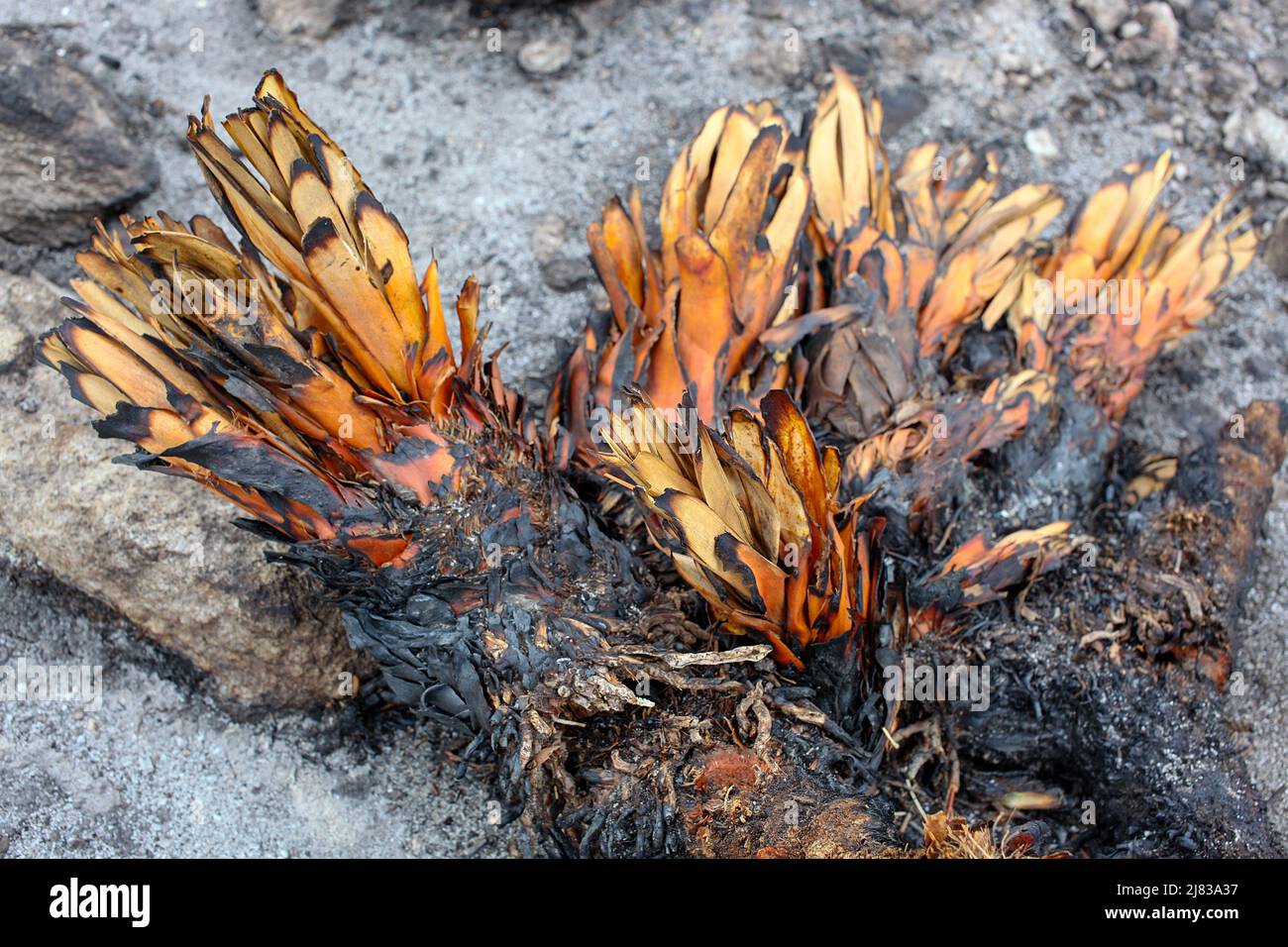 Scorched Earth: Fire Devastation in Elgin, South Africa Stock Photo - Alamy