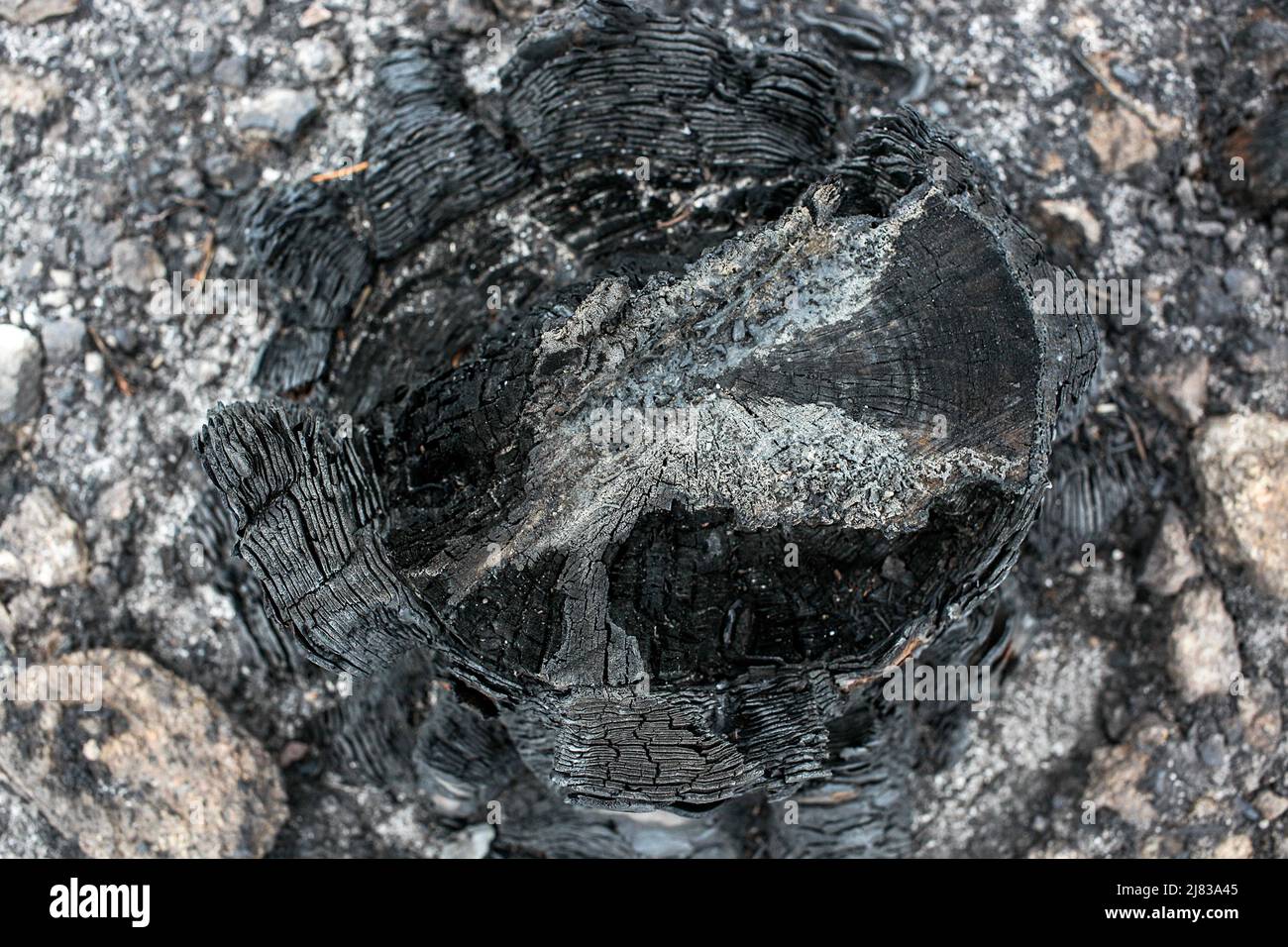 Scorched Earth: Fire Devastation in Elgin, South Africa Stock Photo - Alamy