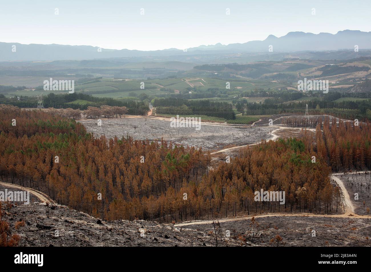 Scorched Earth: Fire Devastation in Elgin, South Africa Stock Photo - Alamy