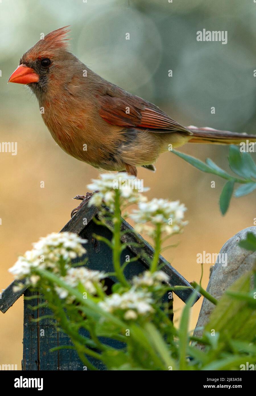 A Northern Cardinal on a bird house roof Stock Photo - Alamy
