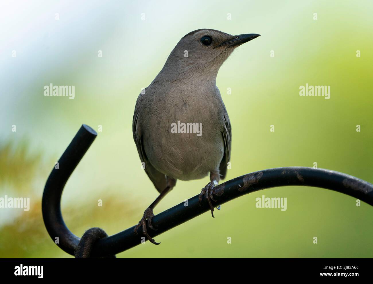 Curved metal hi-res stock photography and images - Alamy