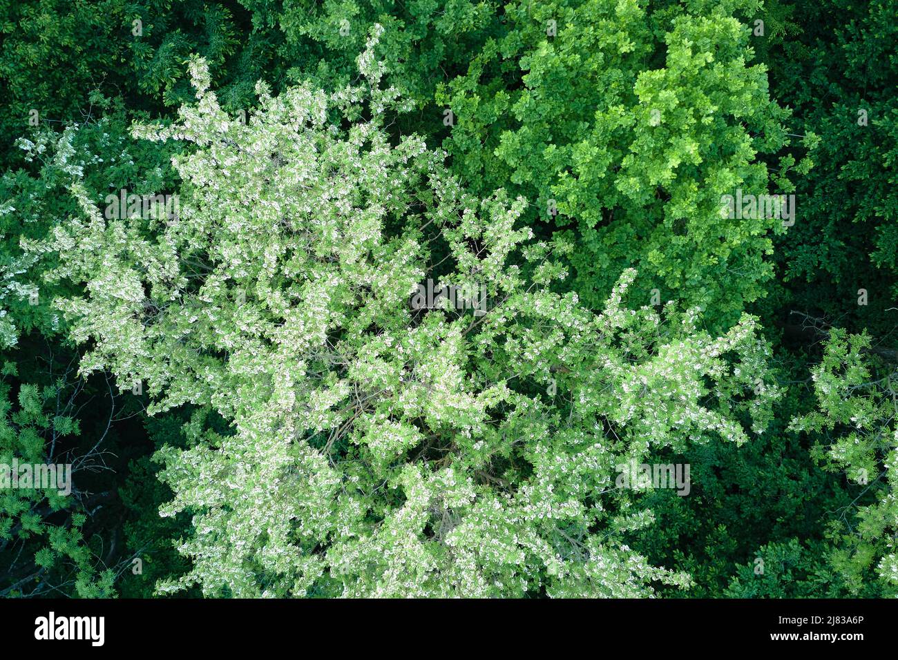 Top down flat aerial view of dark lush forest with blooming green trees ...