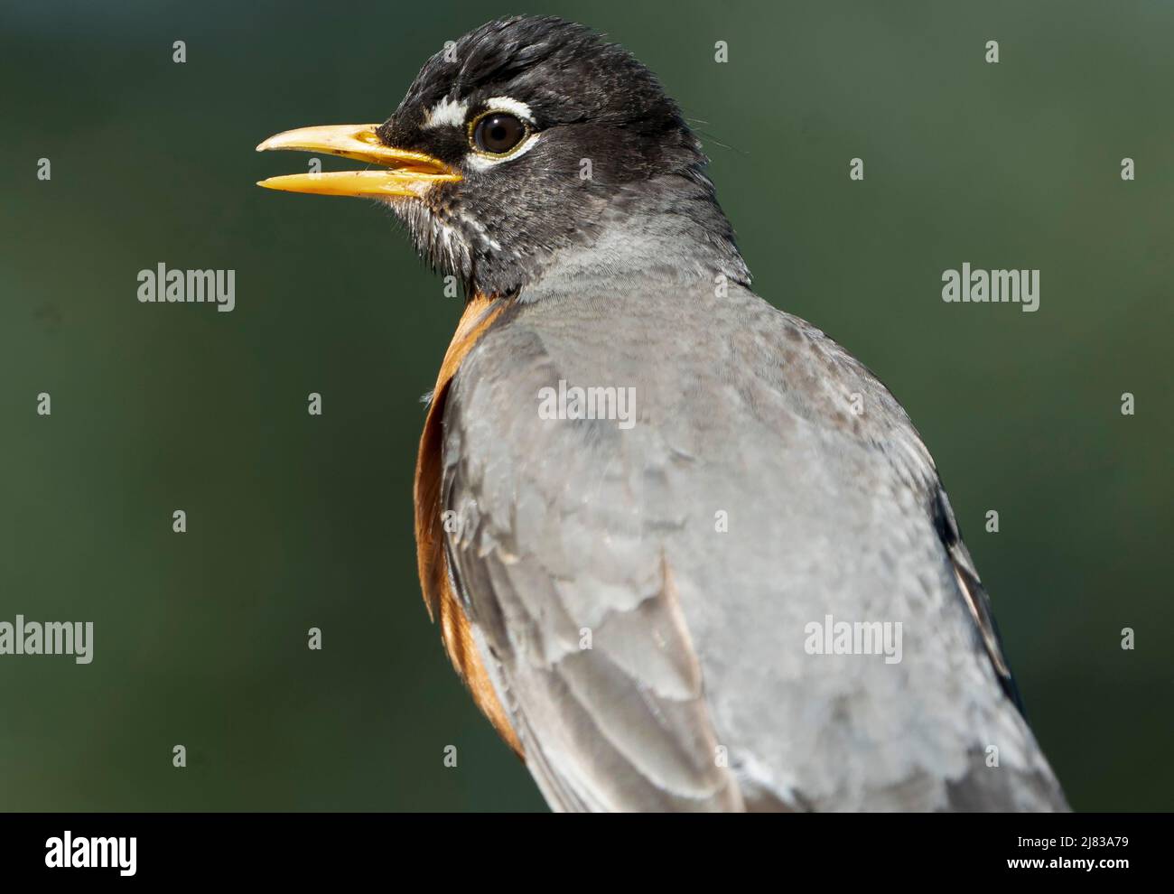 American Robin on the backyard deck Stock Photo - Alamy