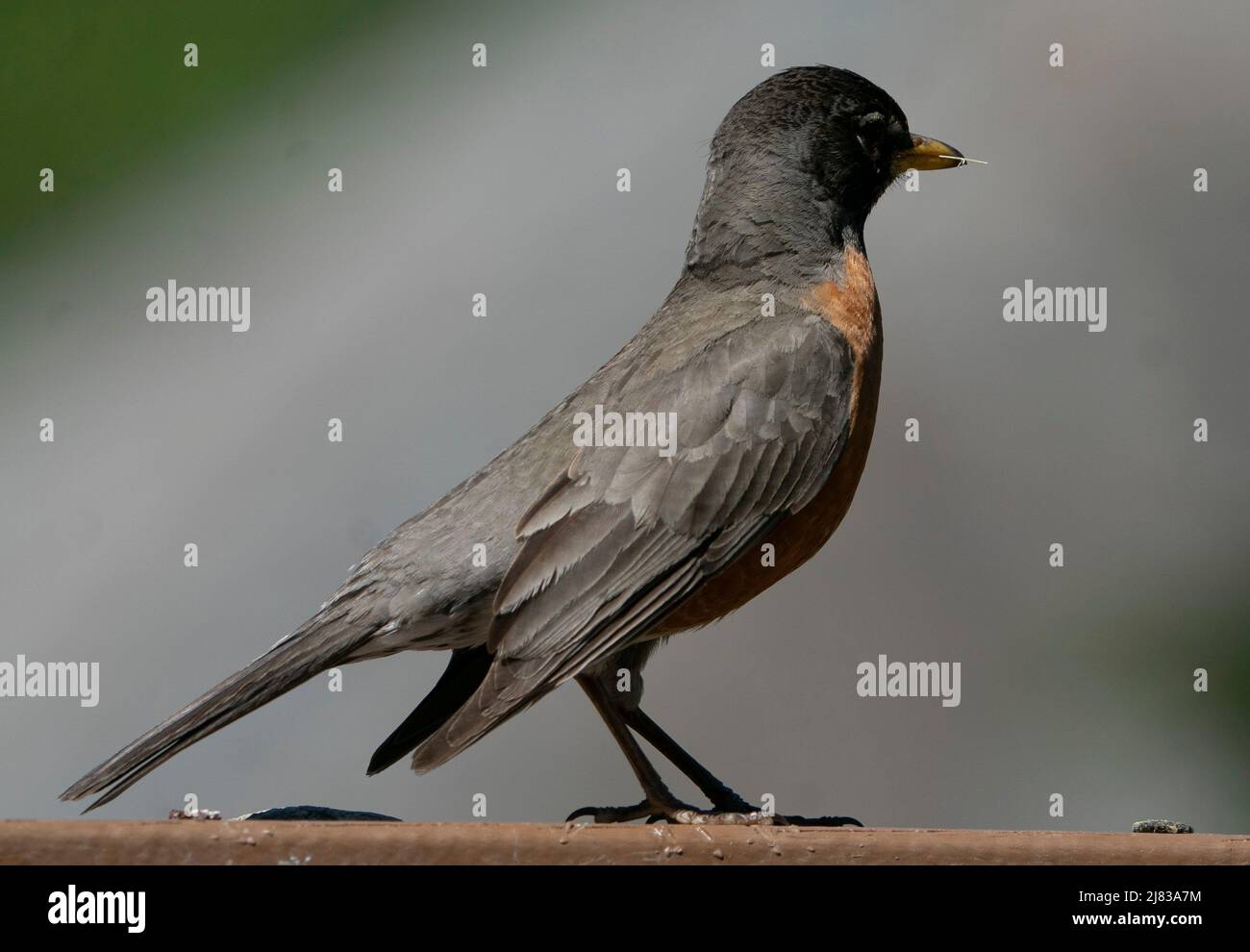 American Robin on the backyard deck Stock Photo - Alamy