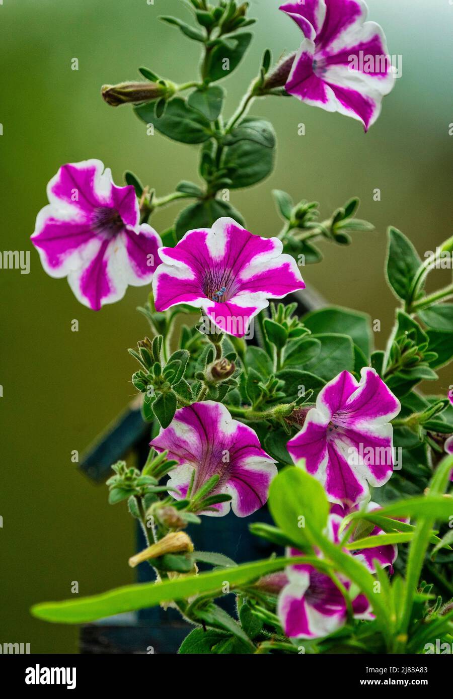 Striped flowers hi-res stock photography and images - Alamy