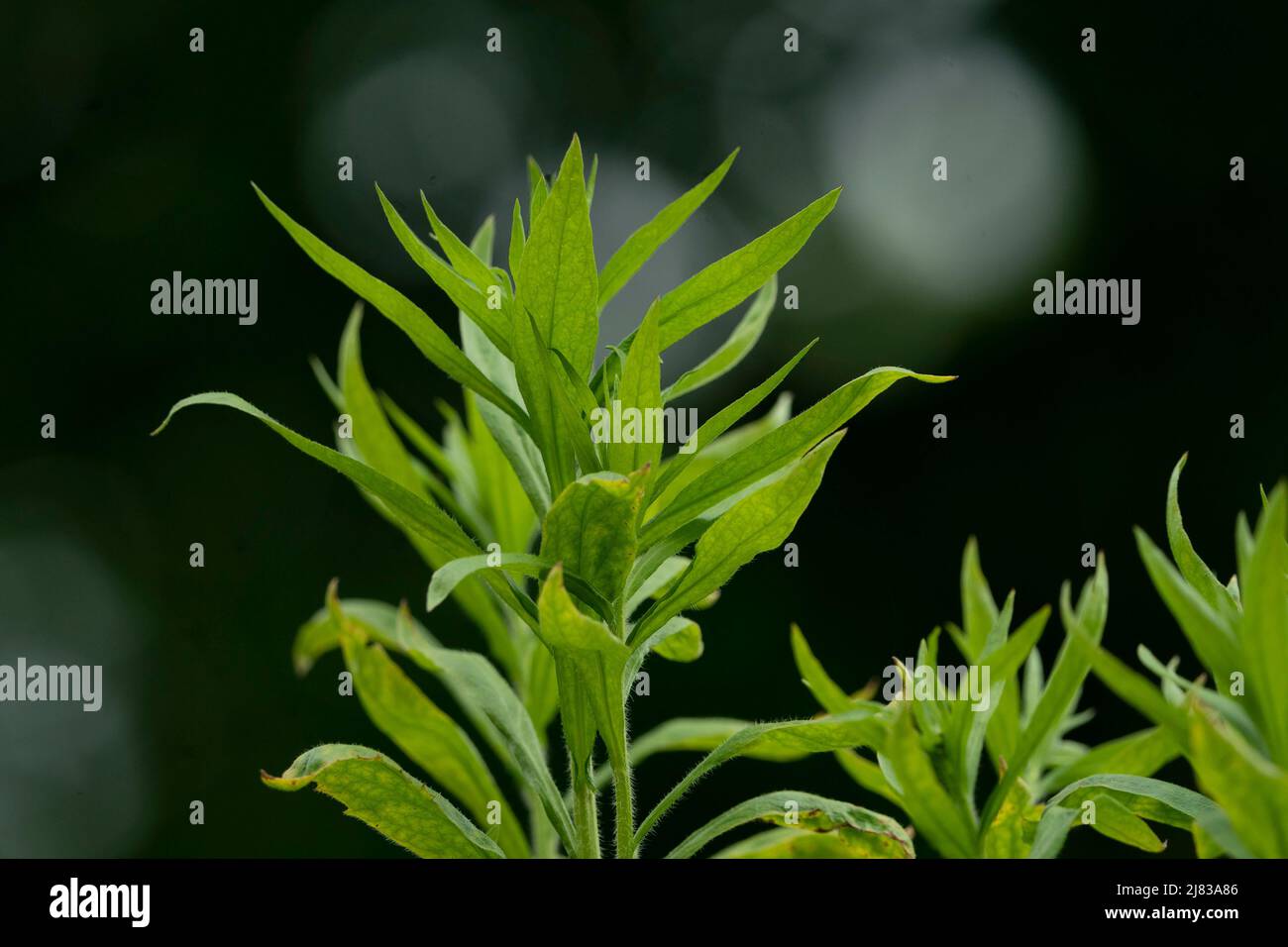green spiked flowers in the garden Stock Photo - Alamy