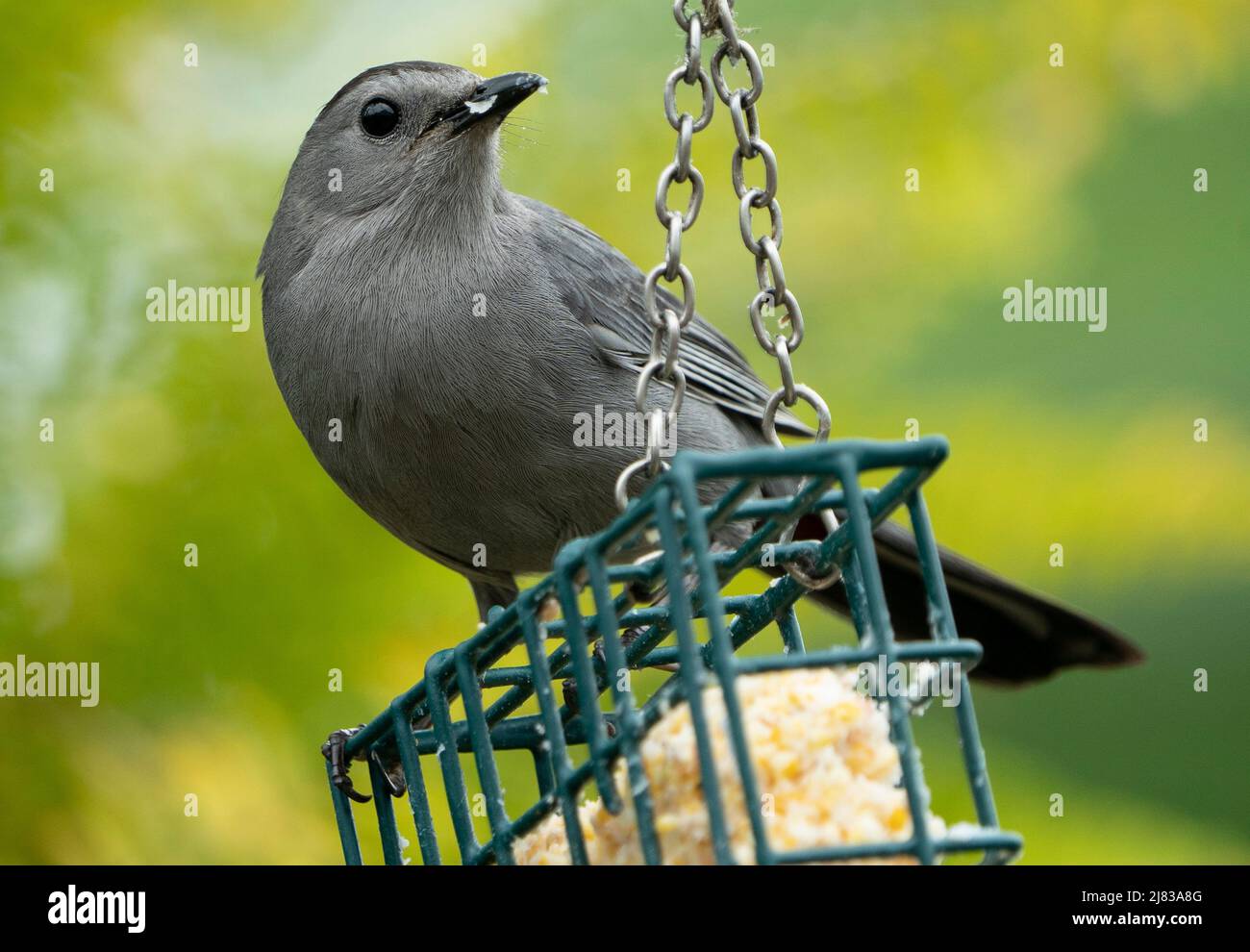 Catbird on feeder hi-res stock photography and images - Alamy