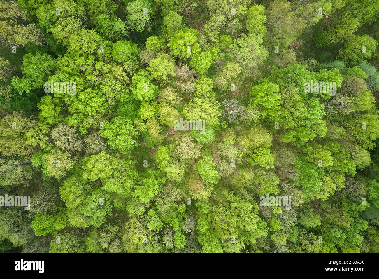 Top down flat aerial view of dark lush forest with green trees canopies ...