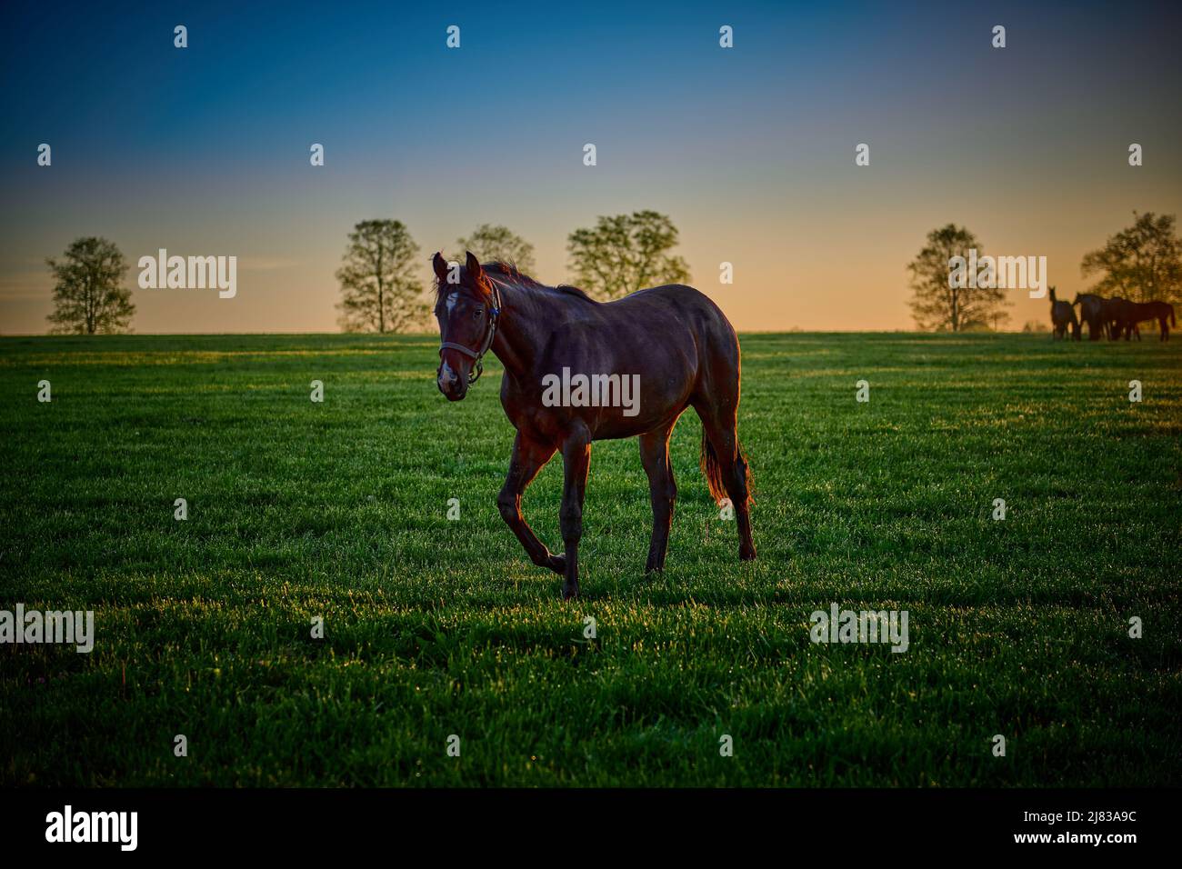 Thoroughbred horse walking hi-res stock photography and images - Alamy