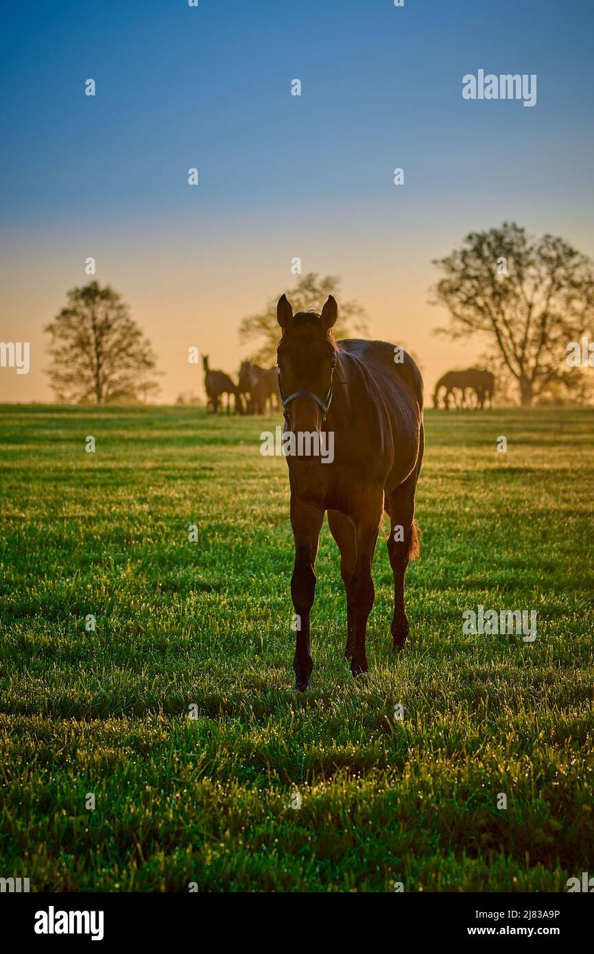 Thoroughbred horse walking hi-res stock photography and images - Alamy