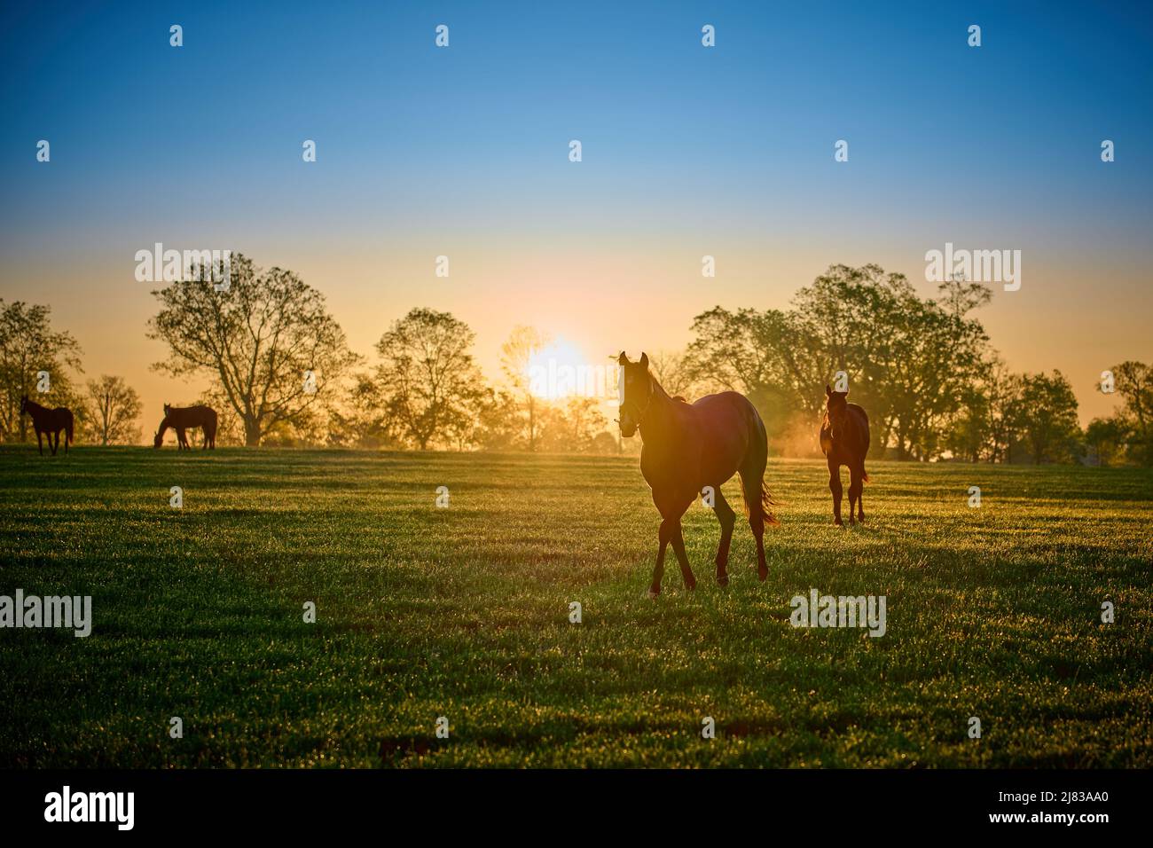 Thoroughbred horse walking hi-res stock photography and images - Alamy