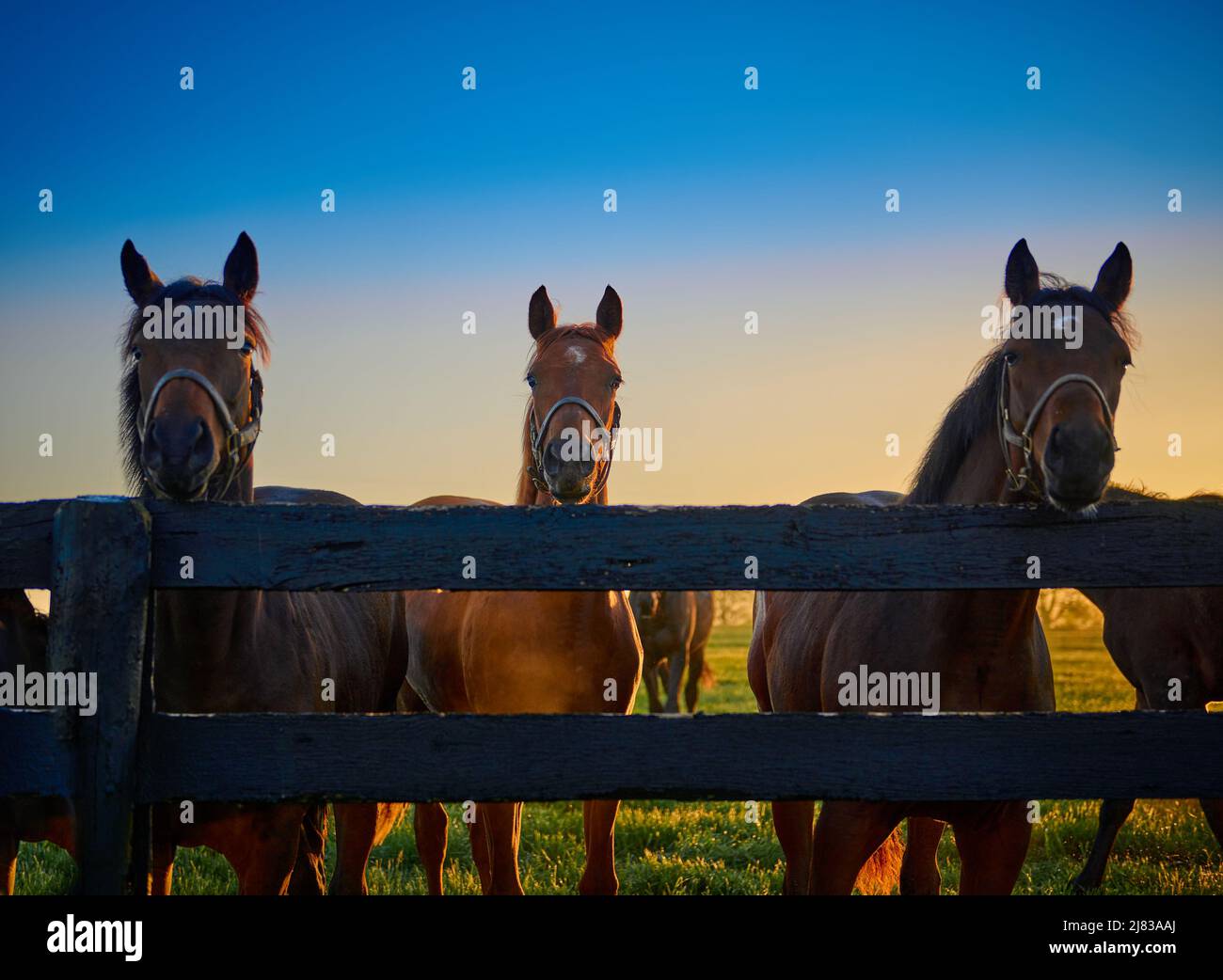 Group of horses staring at the camera along wooden fence Stock Photo ...