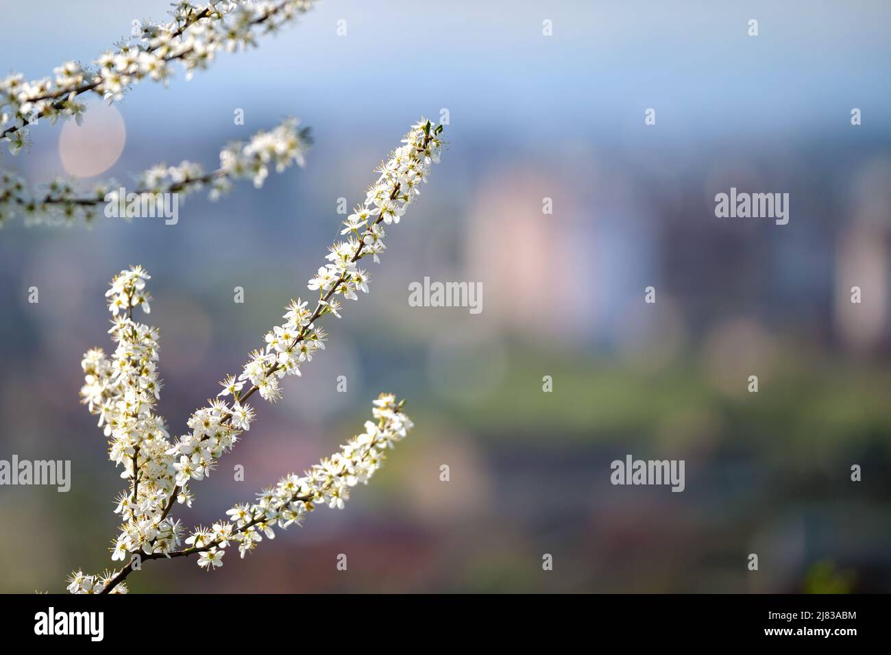 Twigs of cherry tree with white blossoming flowers in early spring ...
