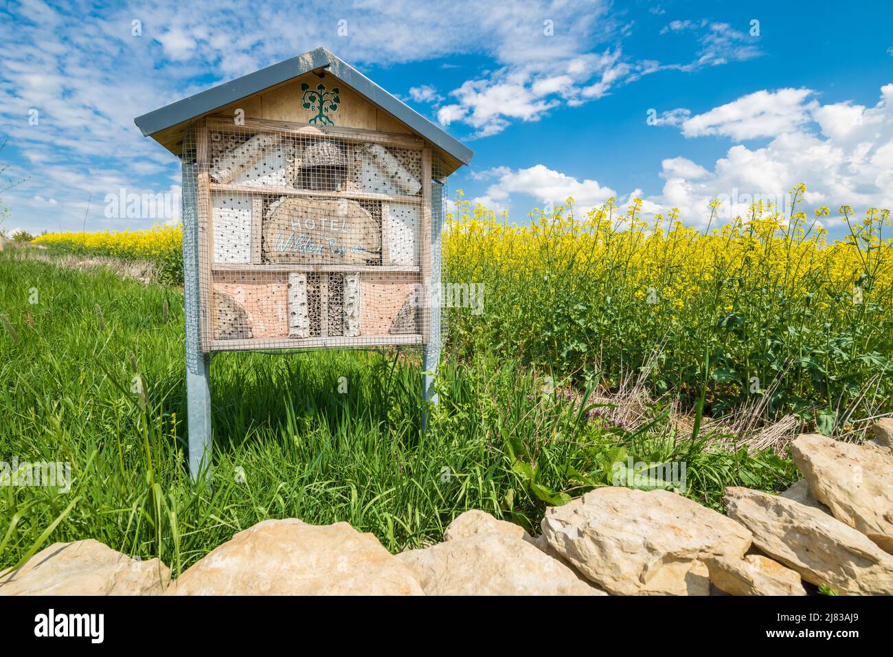 Bee box and insect hotel on a meadow next to a yellow flowering rape ...