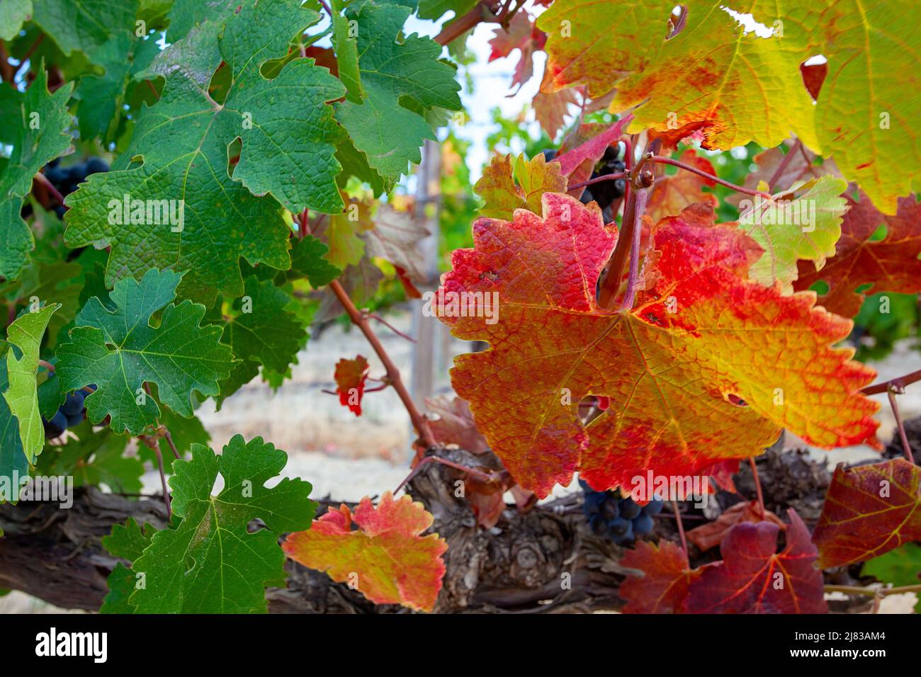 Vine patterns in vibrant colors hi-res stock photography and images - Alamy