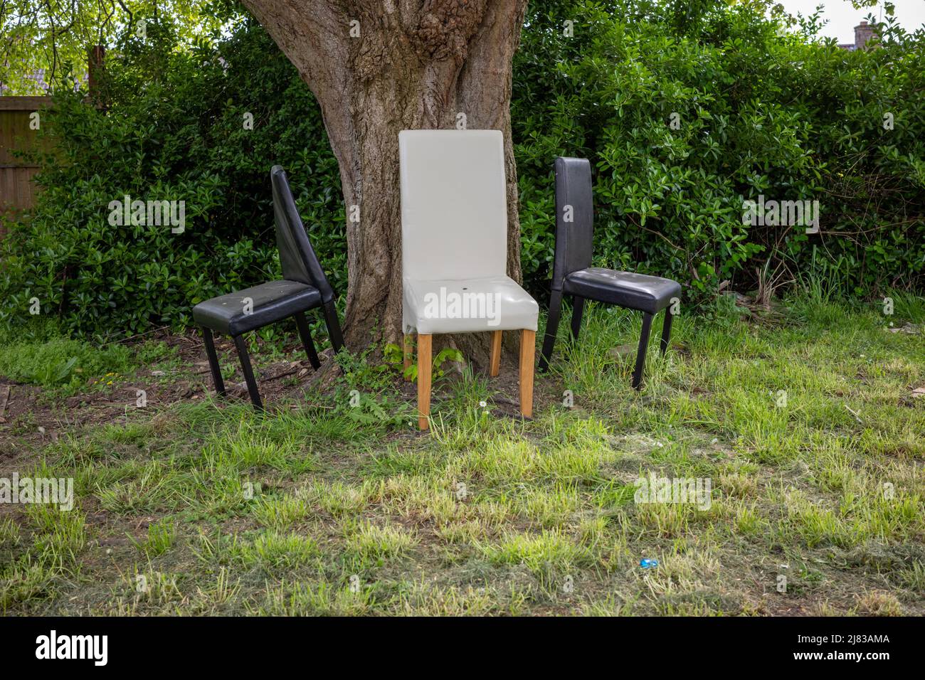 Three abandoned high back chairs under a tree (May 22 Stock Photo - Alamy