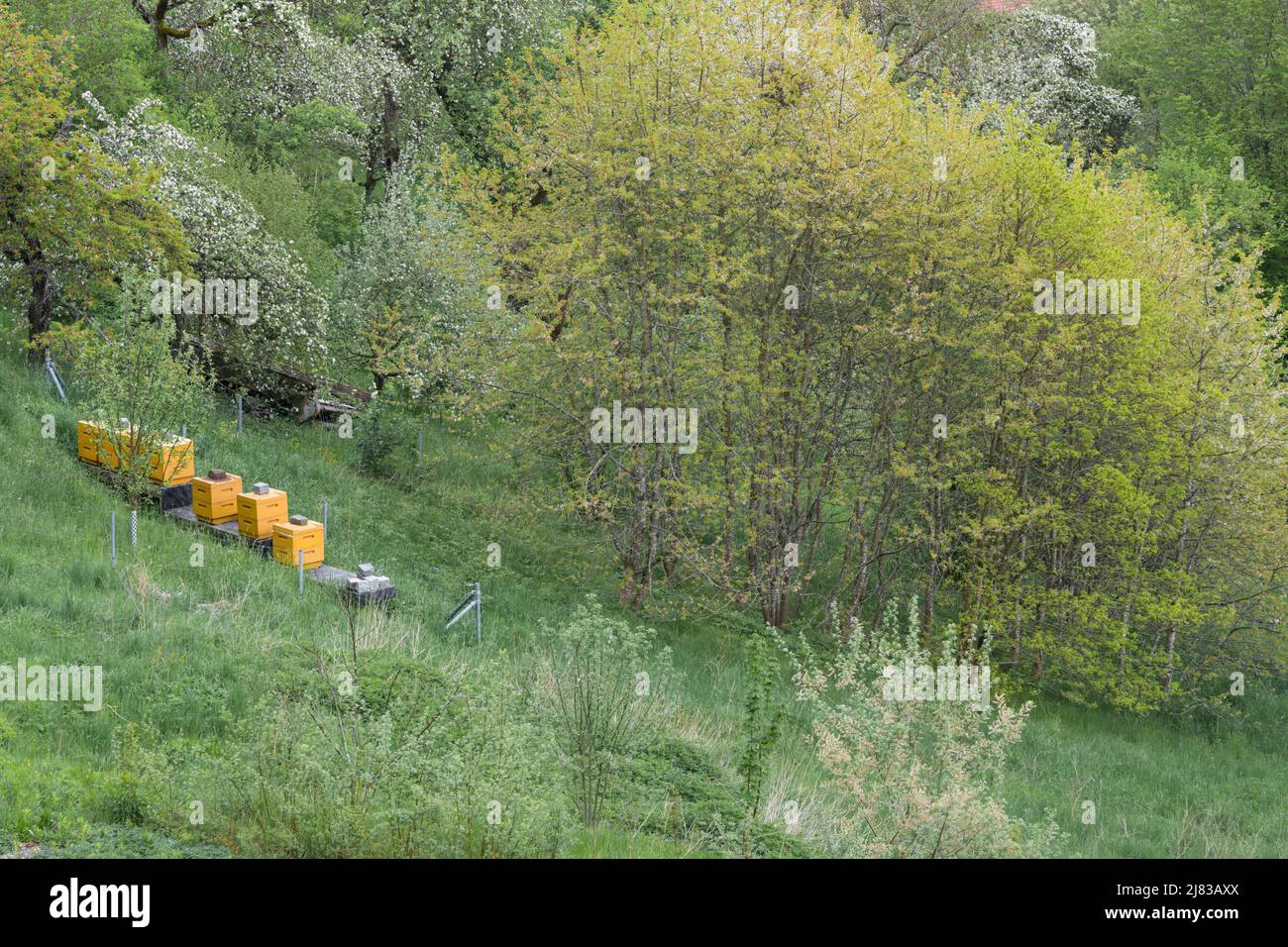 Beehive and insect hotel on a meadow of a farm, Germany Stock Photo - Alamy
