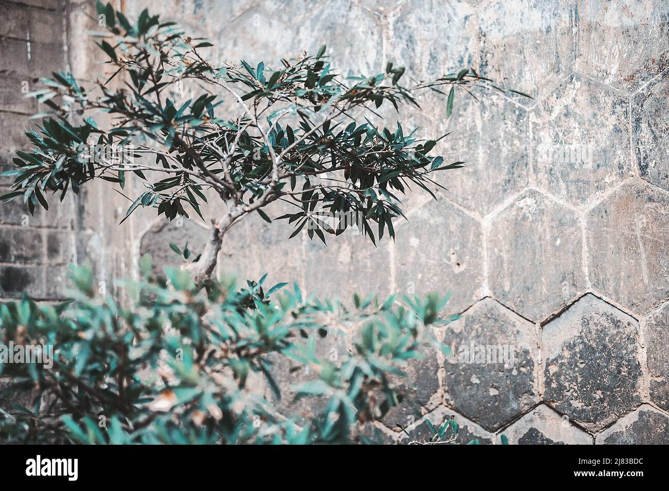 Small tree with grey old wall as a background Stock Photo - Alamy