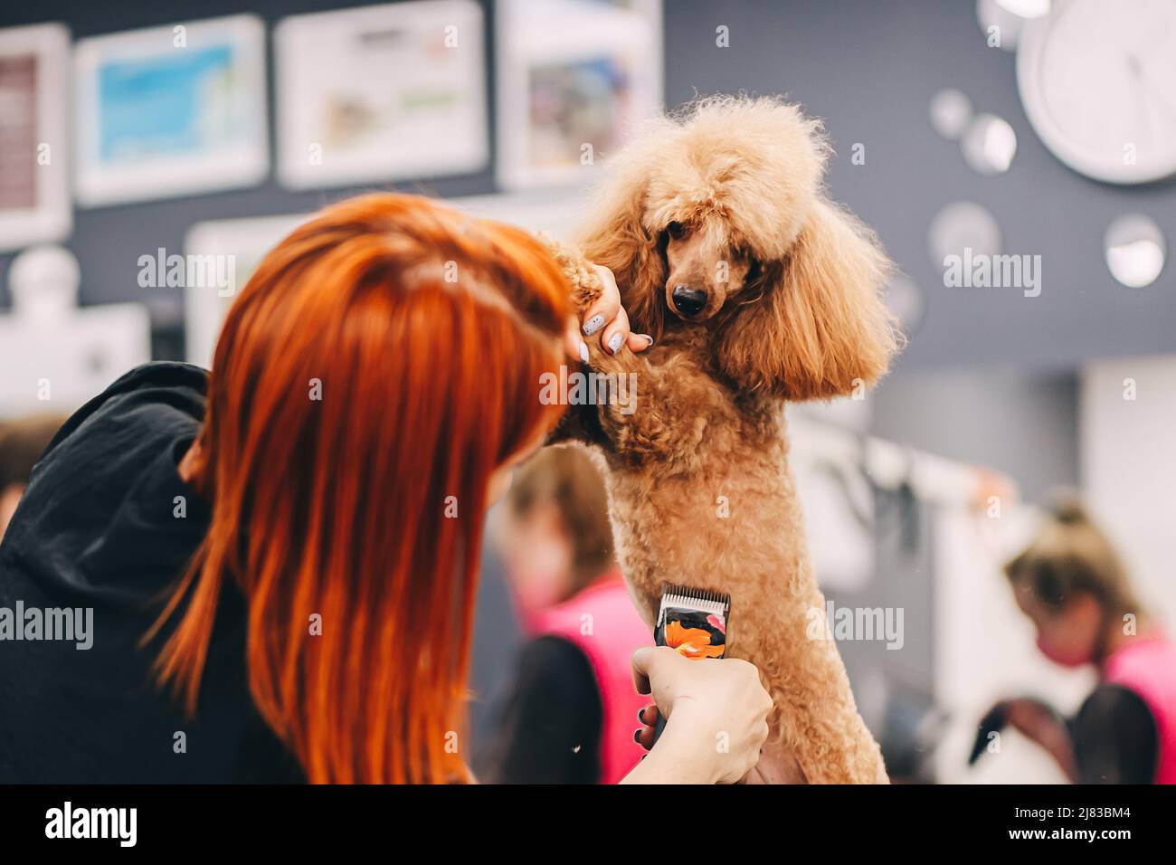 Poodle haircut. The master performs work in the grooming salon Stock ...
