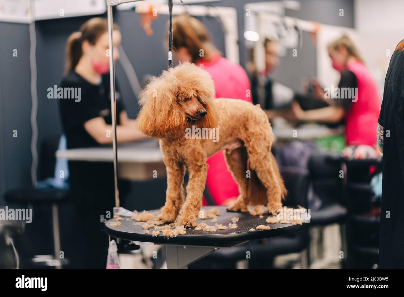 Poodle haircut. The master performs work in the grooming salon Stock ...