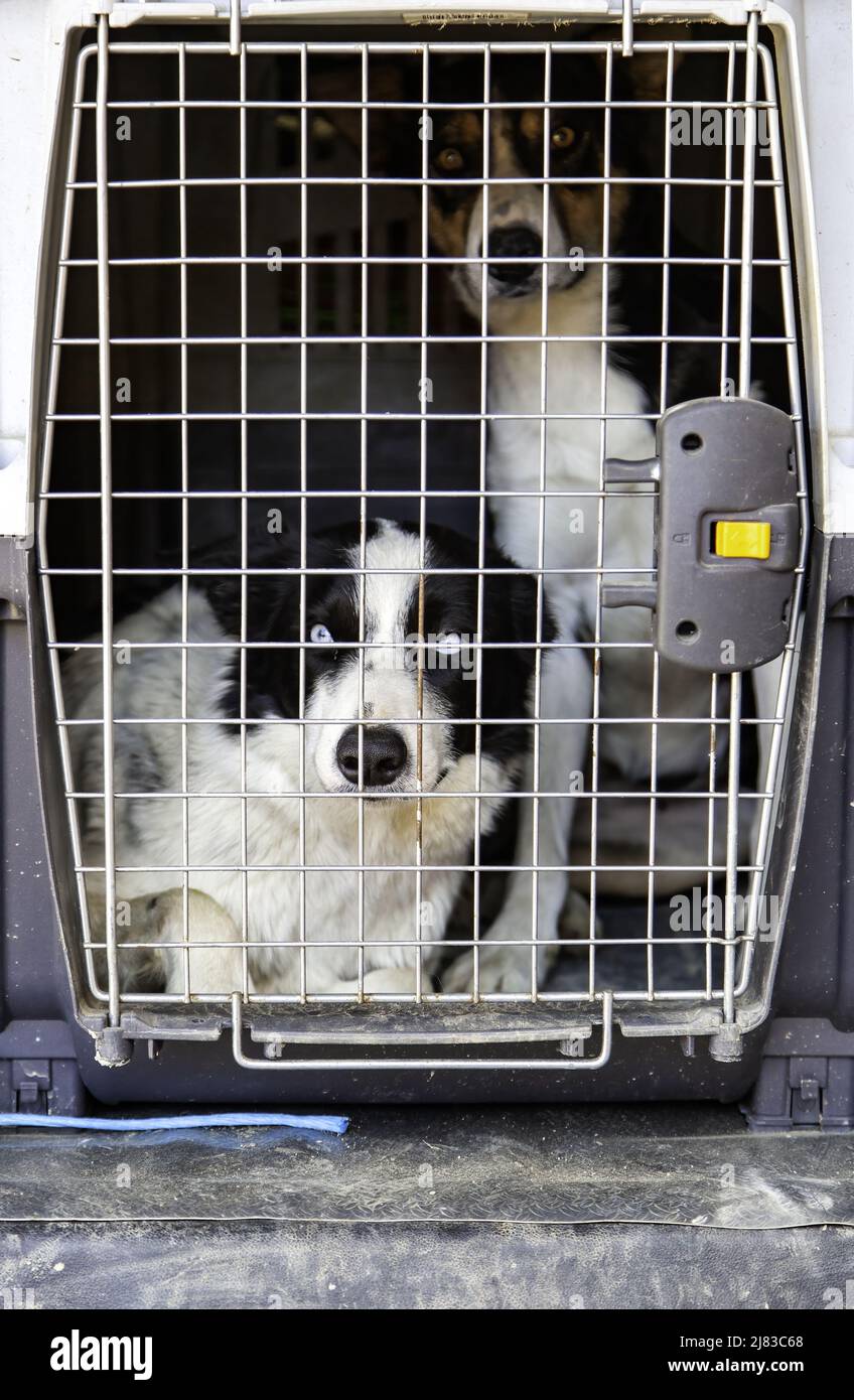 Detail of transport for sheepdogs, pets Stock Photo - Alamy