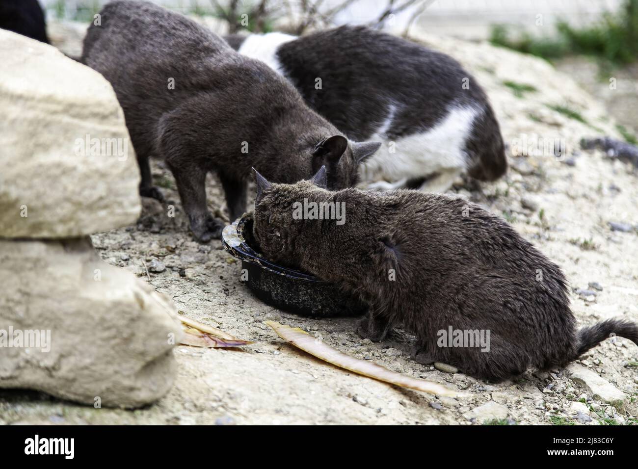 Detail of abandoned animals, loneliness and hunger Stock Photo - Alamy