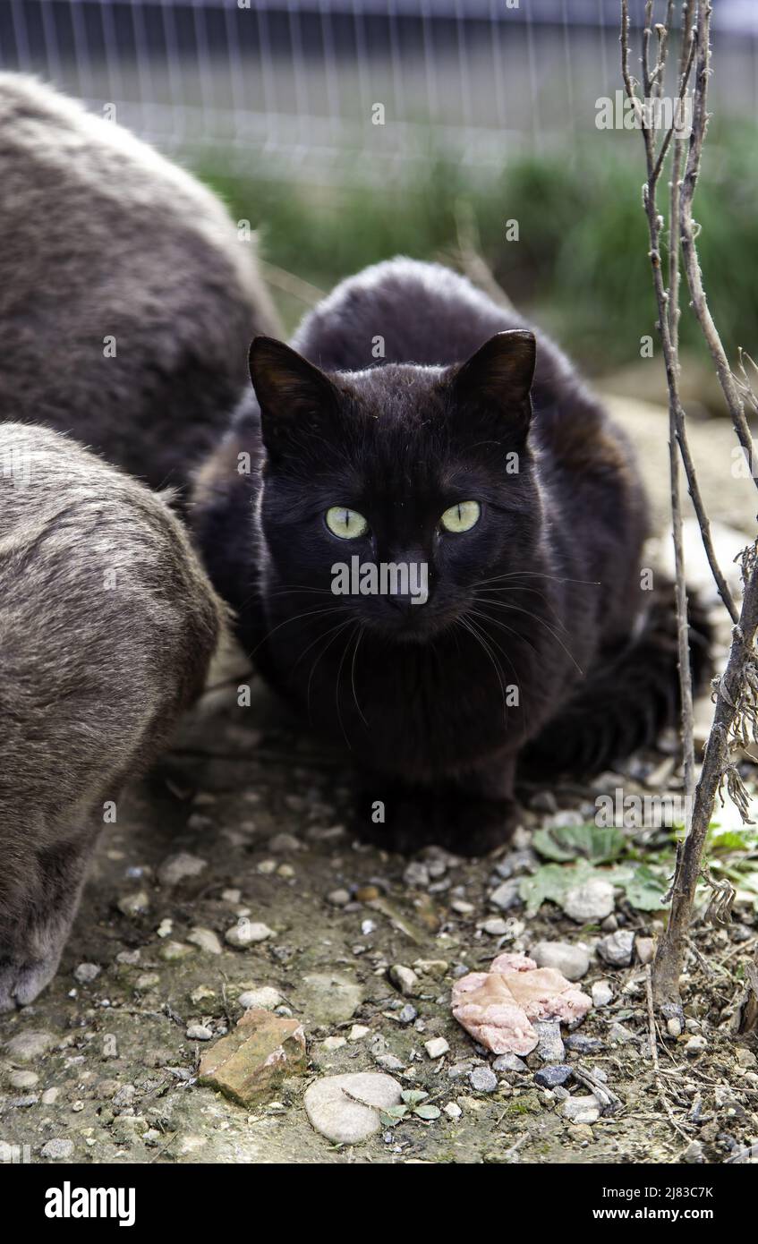 Black cat on the street, wild stray animals, pets Stock Photo - Alamy