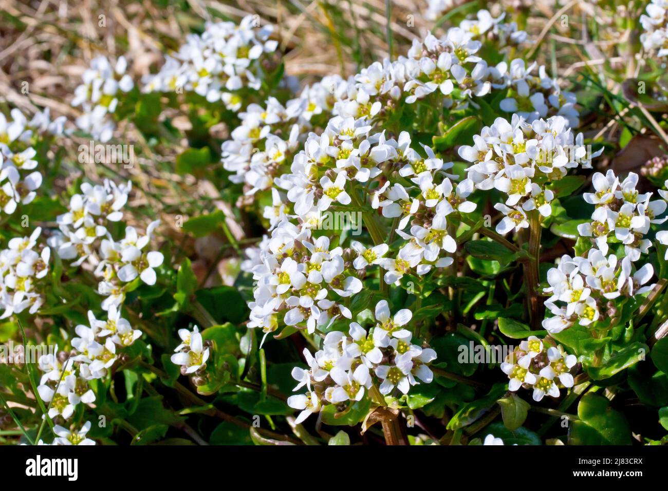 Common Scurvy-grass (cochlearia officinalis), close up showing the ...