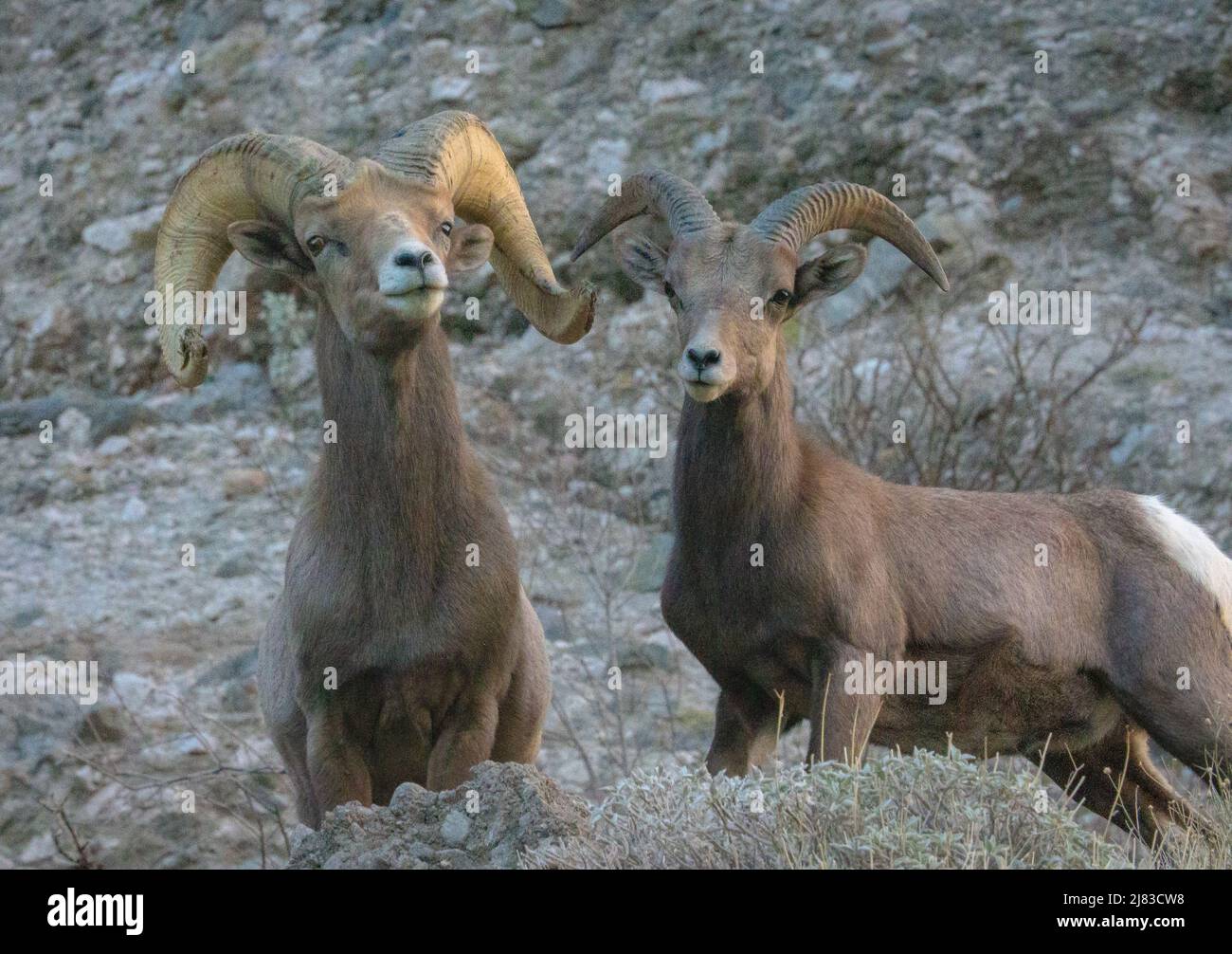Sierra nevada bighorn sheep hi-res stock photography and images - Alamy