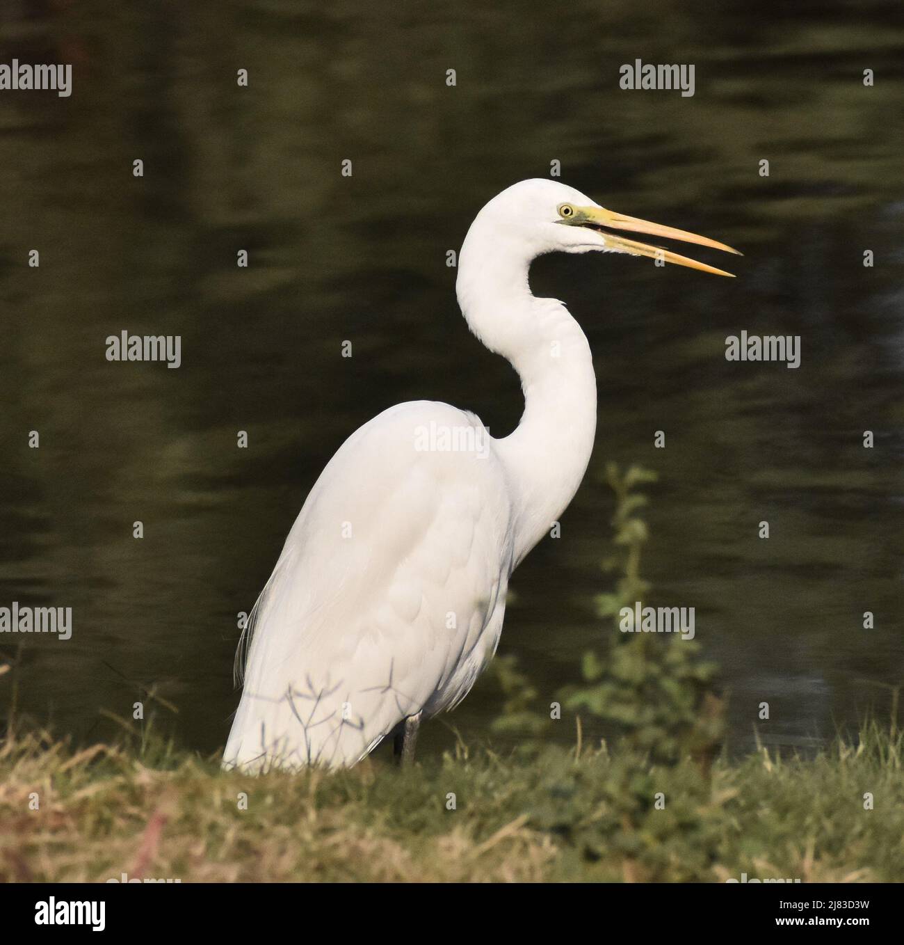 The great egret, Ardea albam, common egret, large egret, great white ...