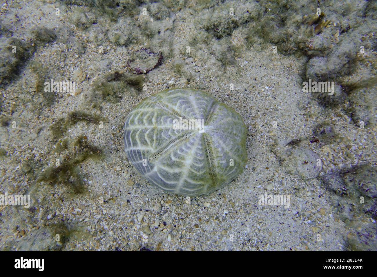 Sea Biscuit underwater in the Atlantic Ocean off of the coast of the ...
