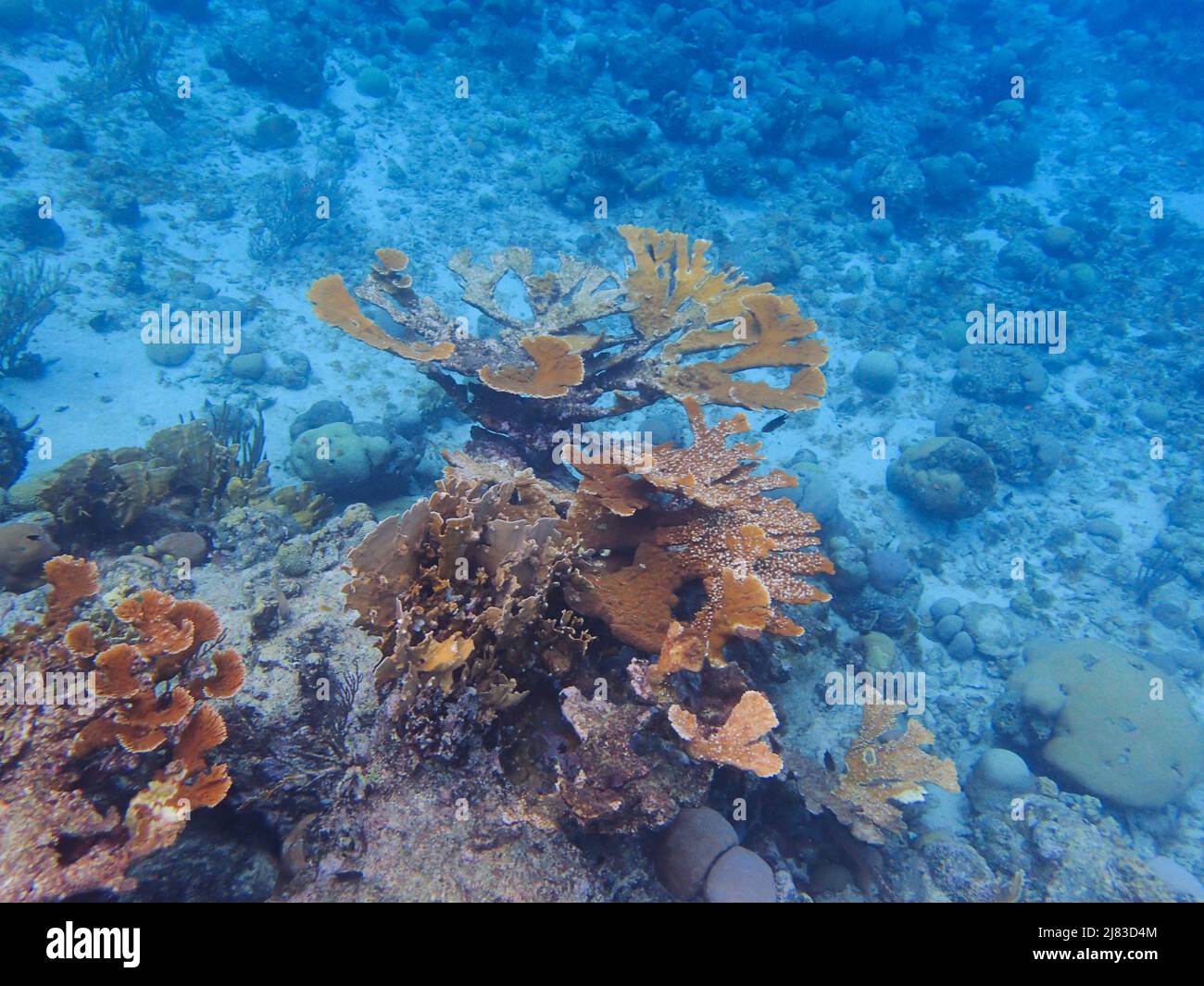 Corals are marine invertebrates within the class Anthozoa of the phylum ...