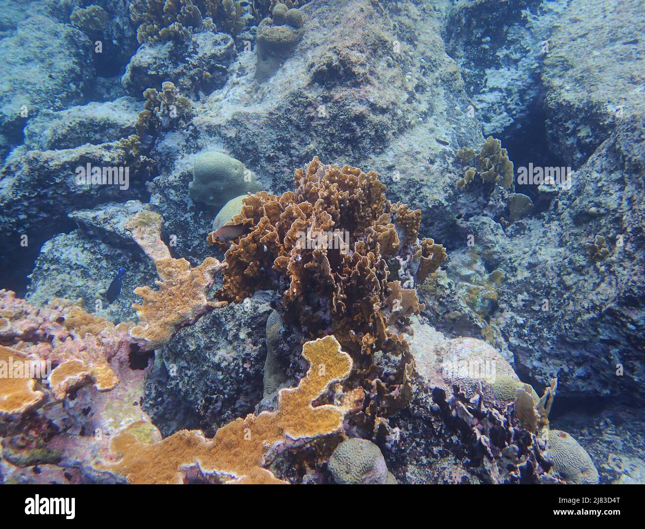 Corals are marine invertebrates within the class Anthozoa of the phylum ...